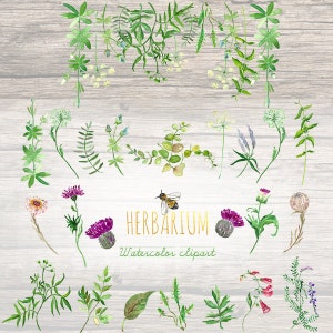 Herbarium. Watercolor Clipart Wild Herbs. Wild Flowers - Etsy