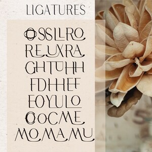 Milla Grace. Modern and Classic Font. Logo Typeface. Website Typeface ...