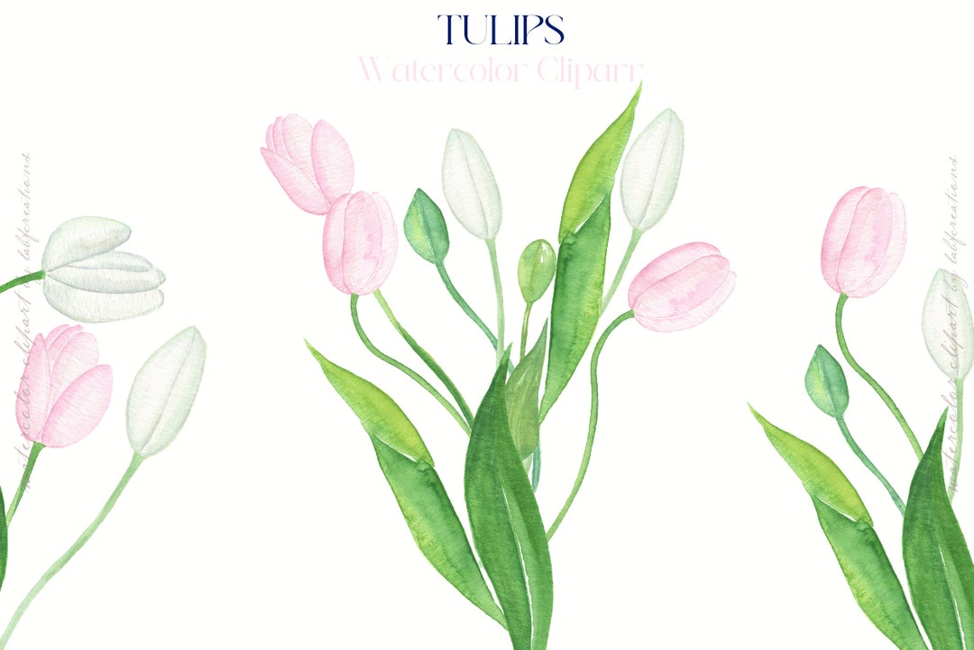 Watercolor Tulips Png Clipart Spring Pink White Tulip Flowers Clipart ...