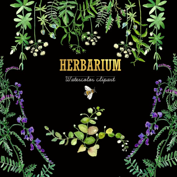 Herbarium. Watercolor Clipart Wild Herbs. Wild Flowers - Etsy