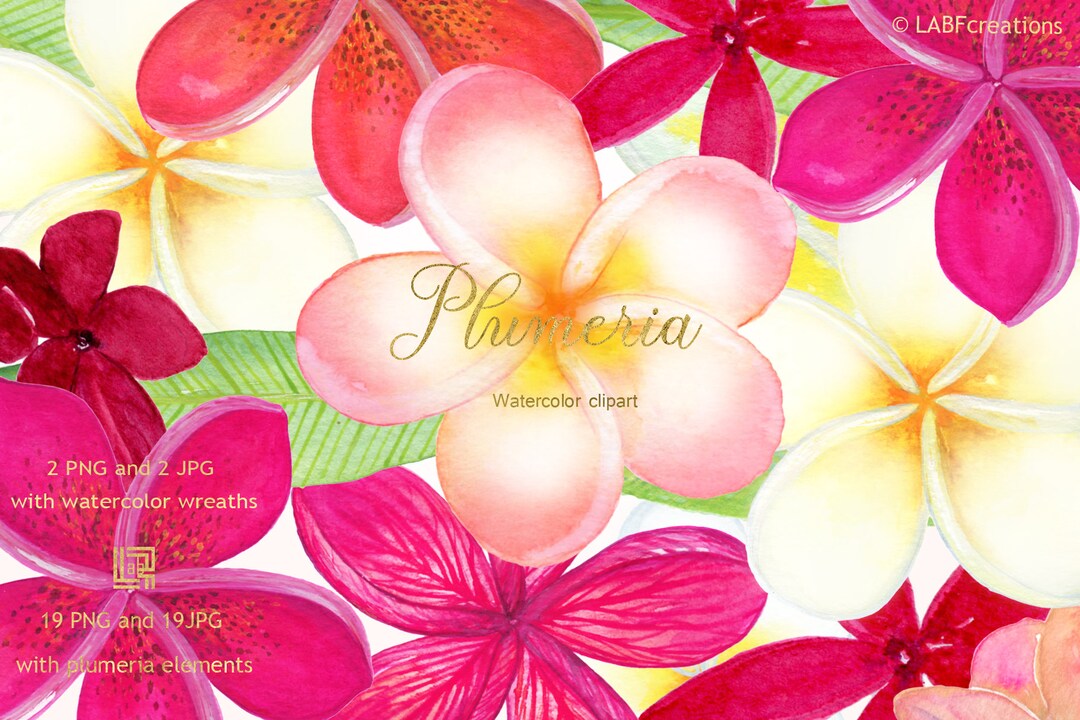 Plumeria Tropical Watercolor Flowers Clipart, Hand Made. Wreaths ...