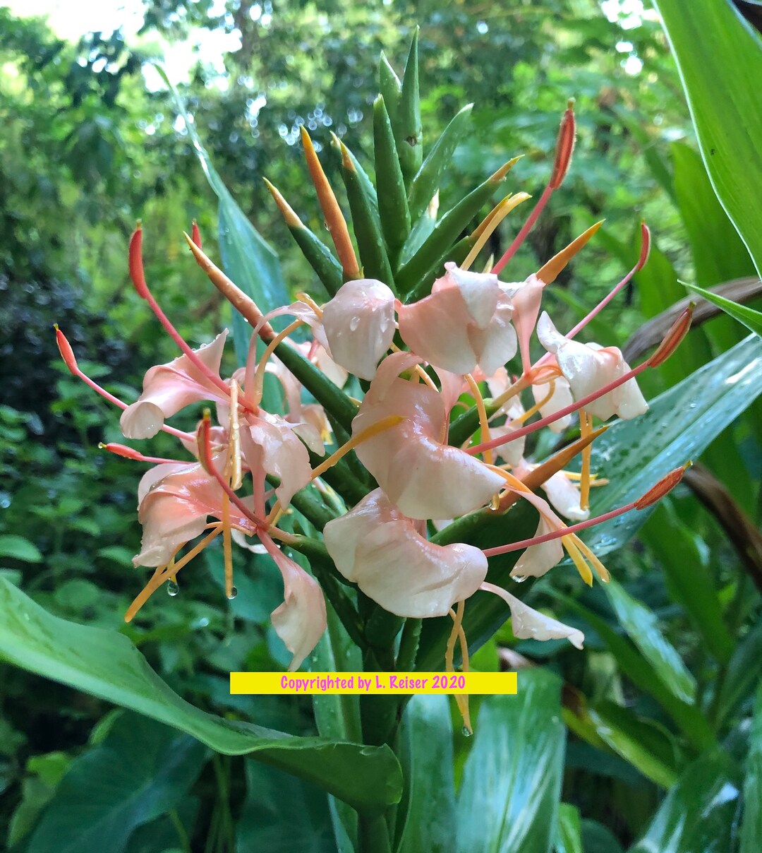 Photo of Peach Hedychium Bloom in Color Instant Download Photography ...