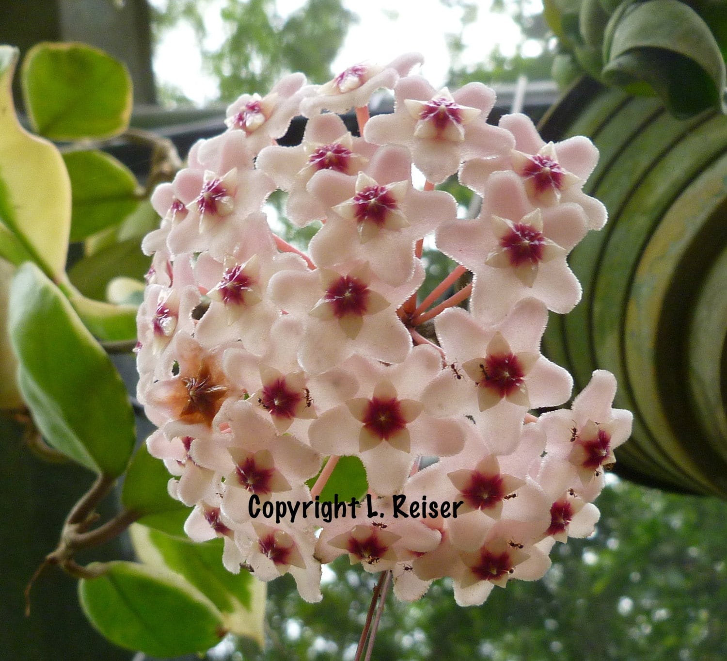 Photo of a Hoya Compacta Bloom in Color Instant Download - Etsy
