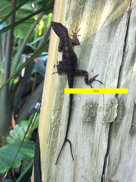 Split Tail Lizard Unique in Color Instant Download | Etsy