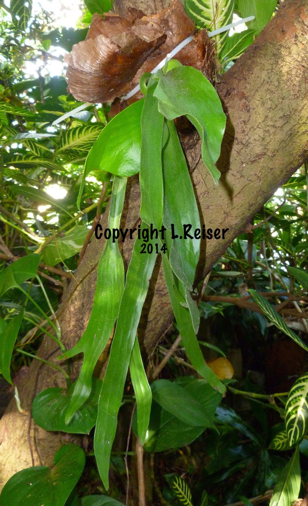 Photo of Staghorn Fern in Color Instant Download Photography Printable ...