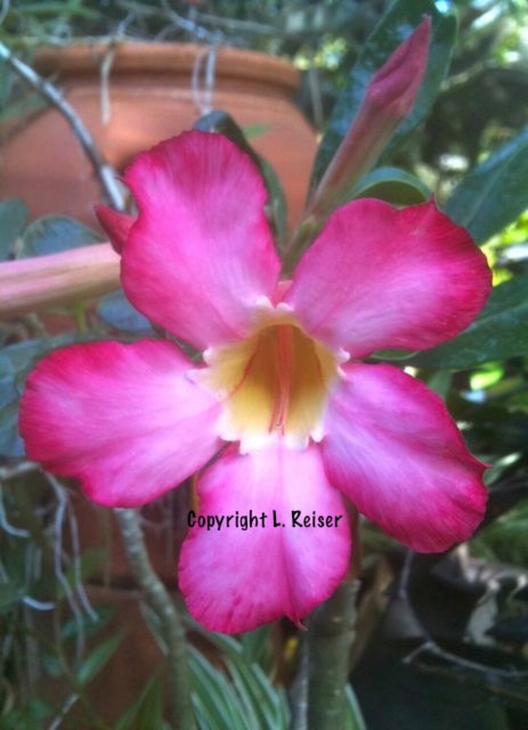Photo of Pink Desert Rose Bloom in Color Instant Download Photography ...