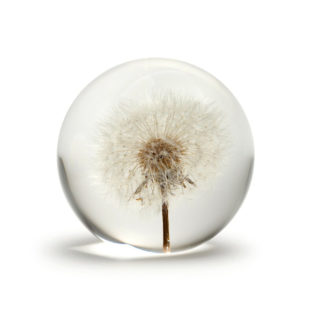 REAL Dandelion Encased in Resin | Dynasty Gallery - Etsy