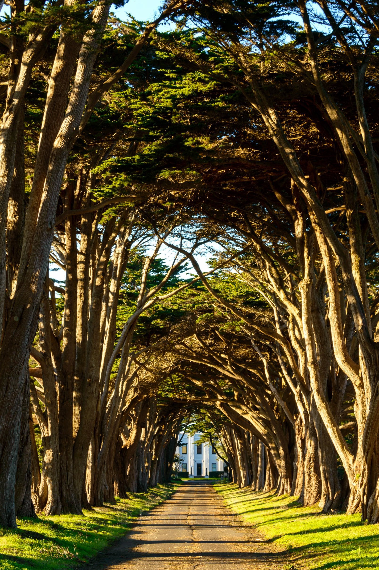 Cypress Tree Tunnel, Seahaven, California, Drakes Bay, Point Reyes ...