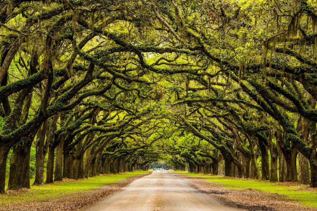Oak Tree Tunnel, Wormsloe Historic Site, Savannah, Georgia, Spring ...
