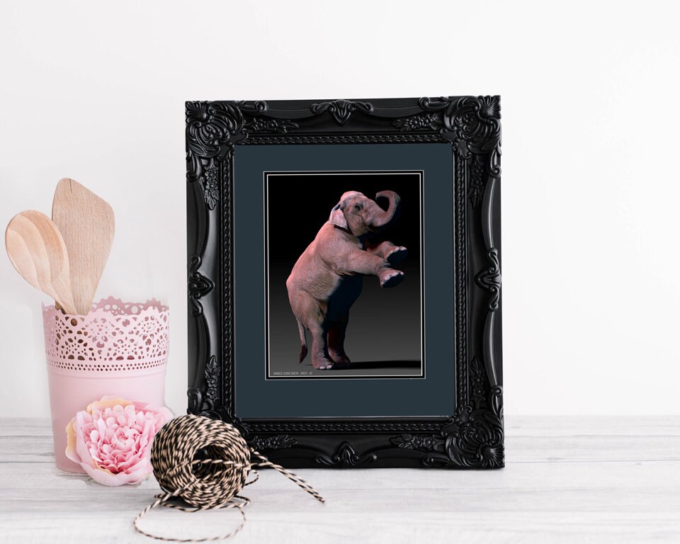 Circus Elephant Rearing up or Standing on Two Legs Full Color Print ...