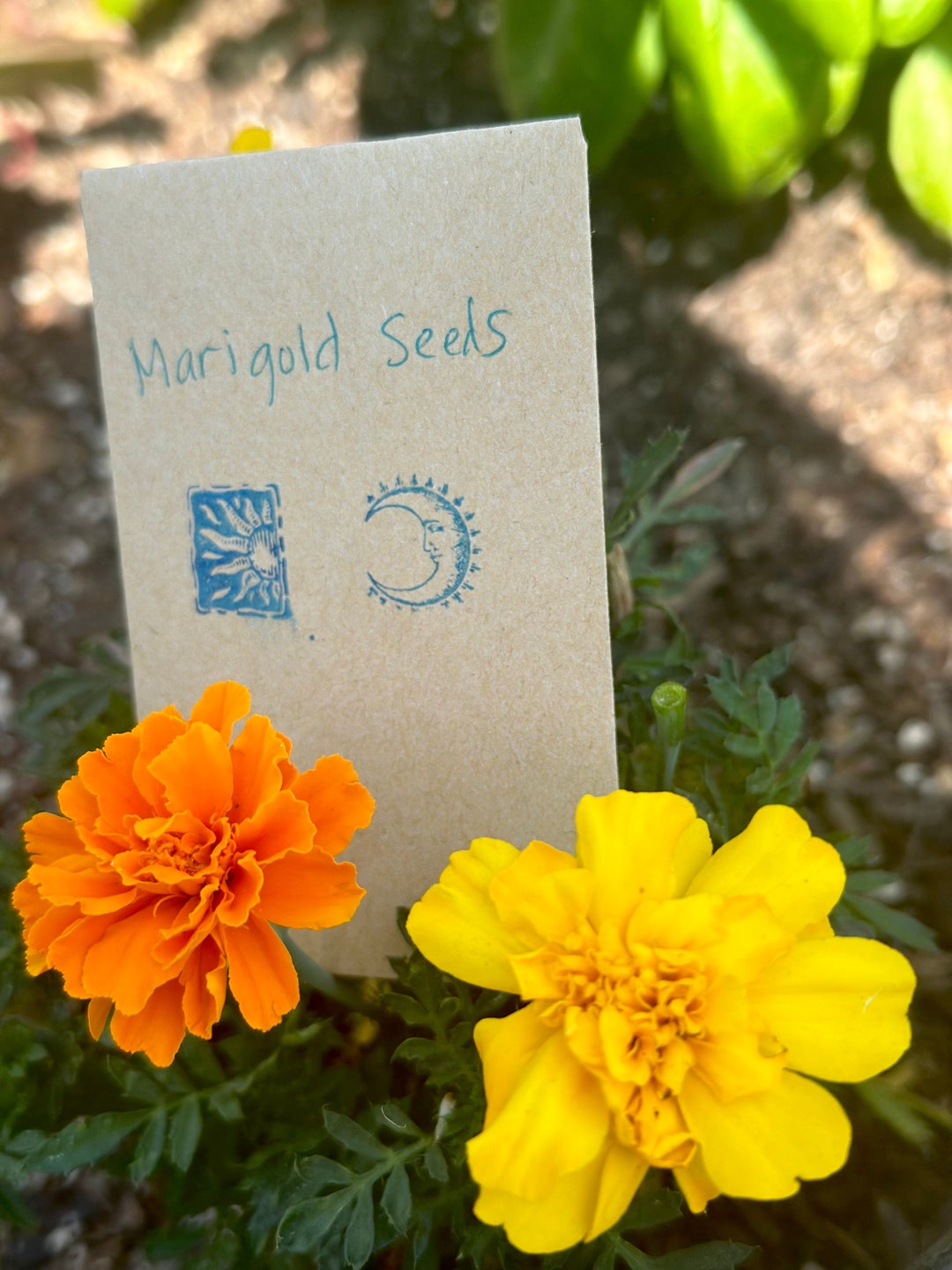 Marigold Seed Packet - Etsy