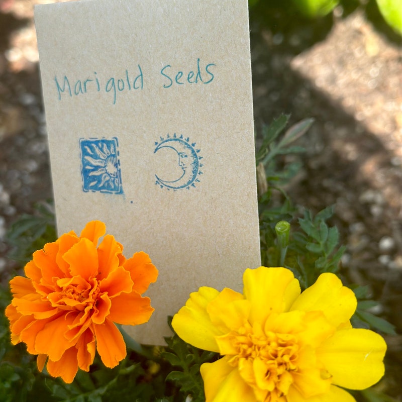 Marigold Seed - Etsy