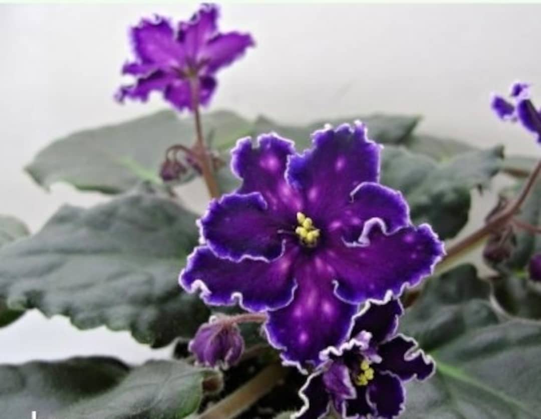 African Violet Sm-dance of Galaxies - Etsy
