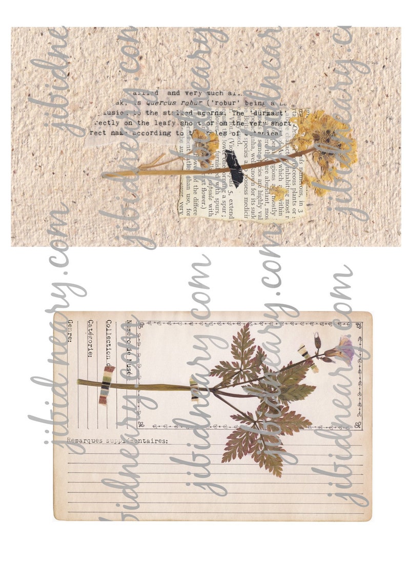 Specimen Card Set of 11 Digital Download - Etsy