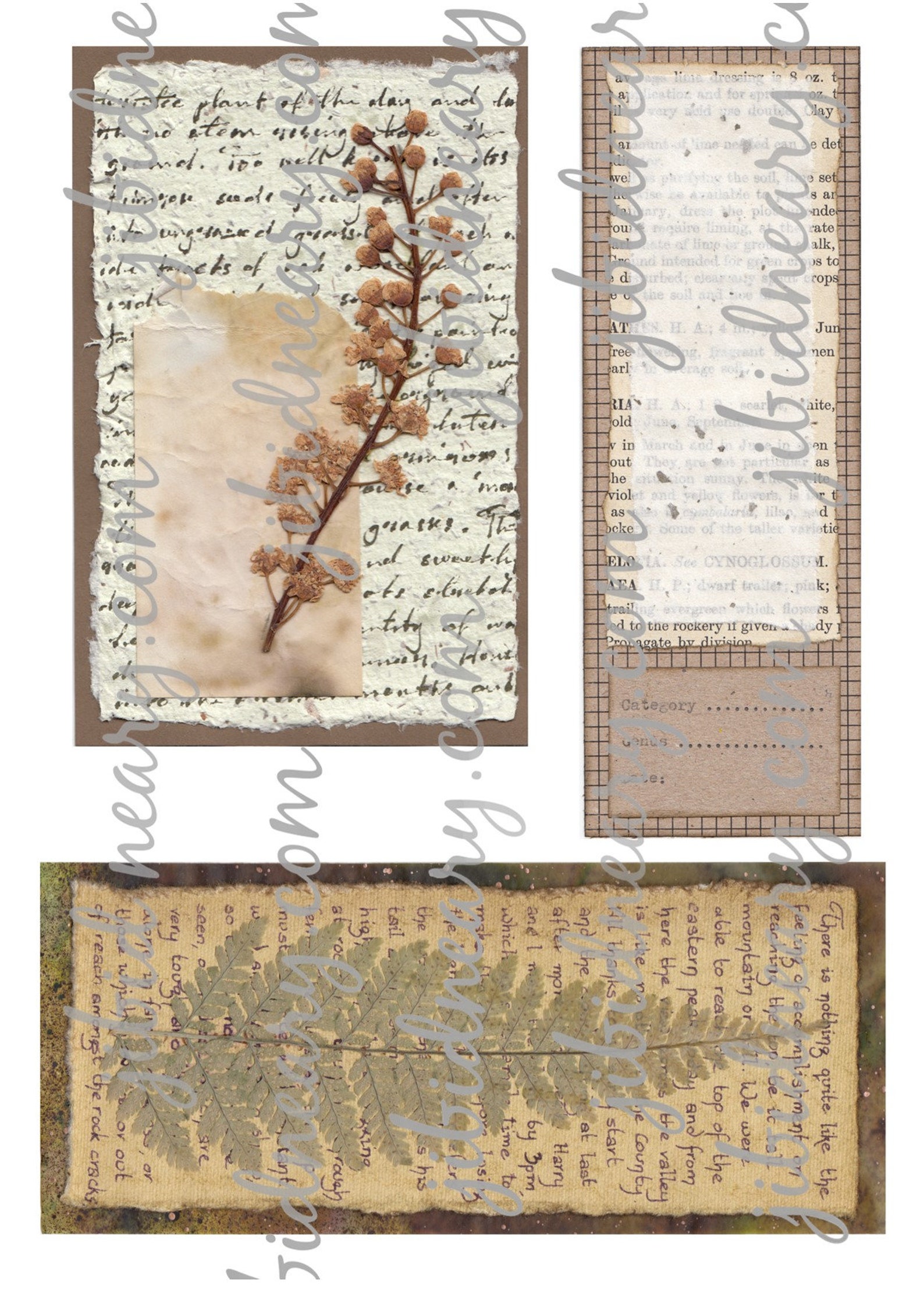 Specimen Card Set of 11 Digital Download - Etsy