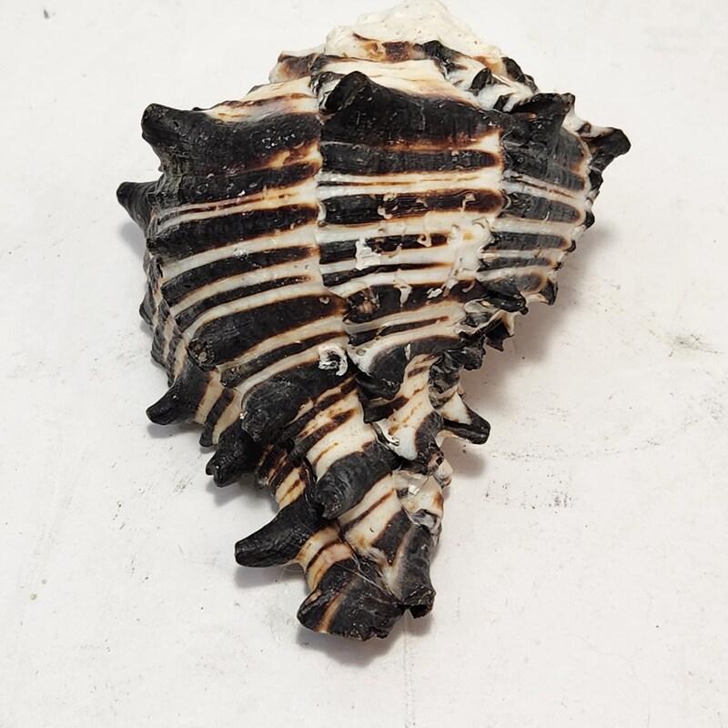 Murex Shell - Etsy
