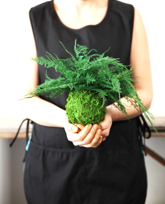 Kokedama Moss Plant Zero Care Real Preserved Moss and Fern | Etsy