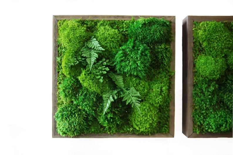 14x14 Artisan Moss® Moss and Fern Moss Wall Art. - Etsy