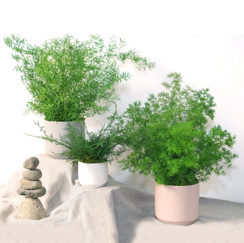 Large Preserved Fern Potted Plant Options - Blush Pottery - No Watering ...