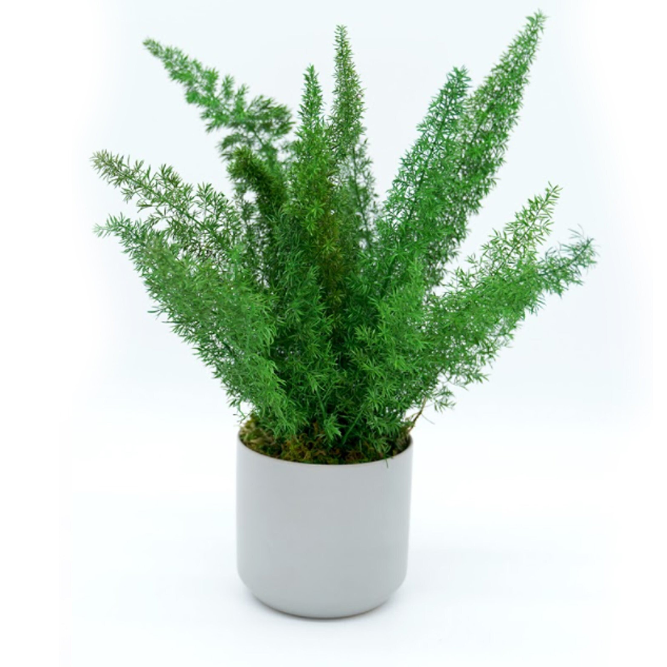 Large Preserved Fern Potted Plant Options Gray Pottery No | Etsy