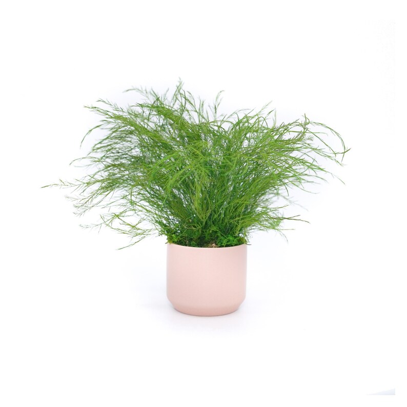 Large Preserved Fern Potted Plant Options - Blush Pottery - No Watering ...