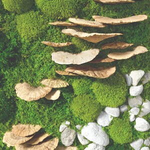 One 24"x24" Artisan Moss® Plant Painting® - Rocks and Fungus - No Care ...