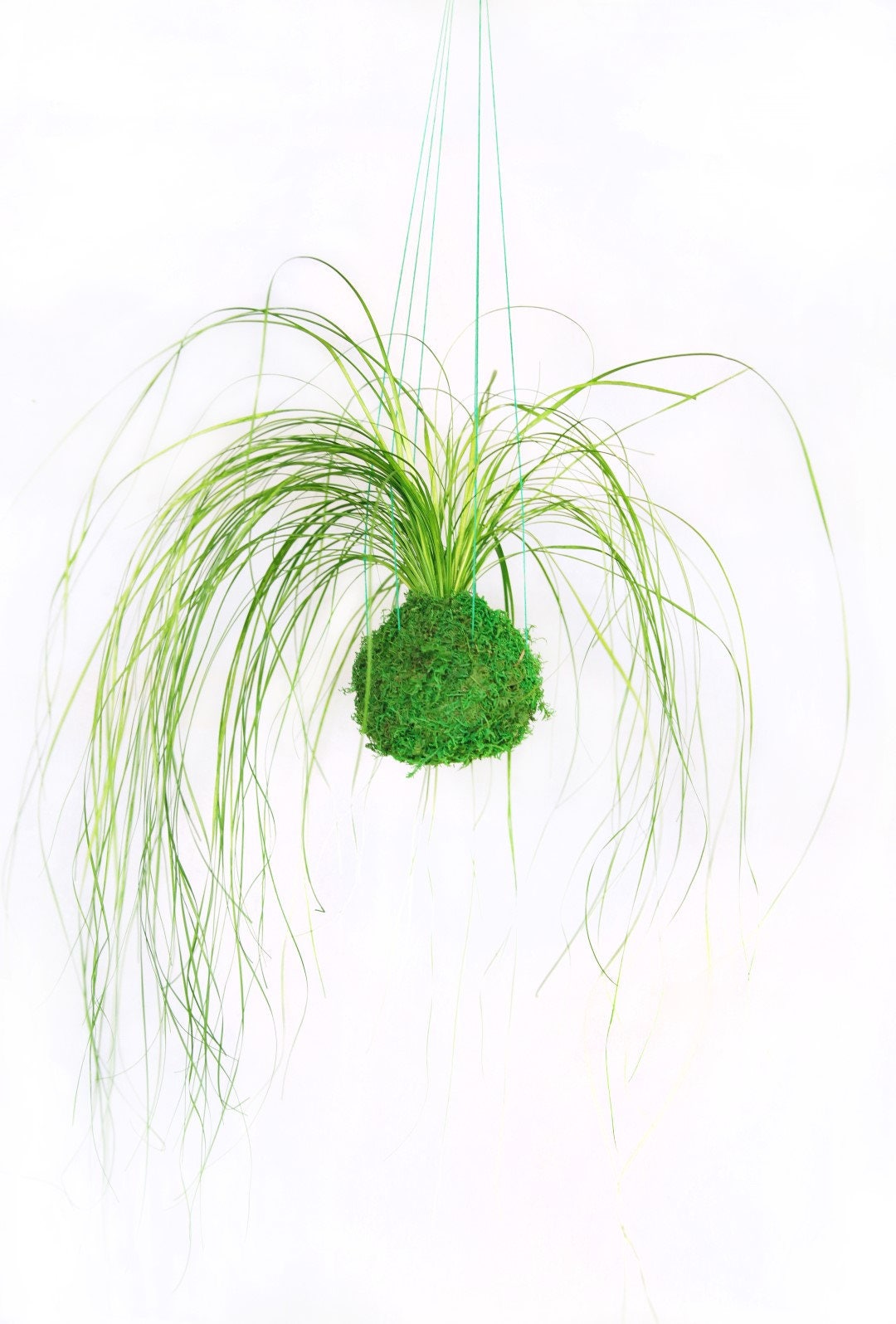 Preserved Kokedama Hanging Moss Ball: Japanese String Garden Art - Etsy