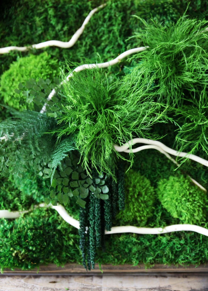 40 X 18 Artisan Moss® Real Preserved Plant - Etsy