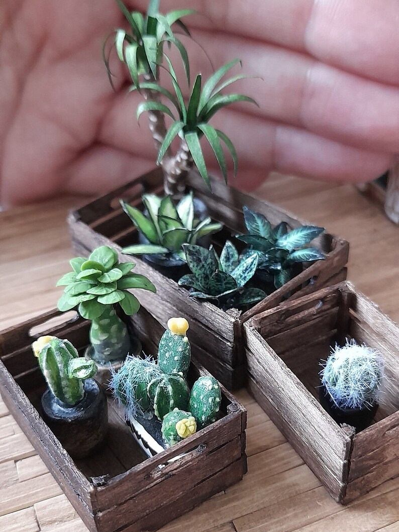 Miniature Set Palms Cacti Plants Wooden Boxes Dollhouse Scale 1/12 - Etsy