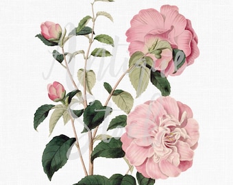 Camellia Illustration Print Printable Alabama State Flower Dark Pink ...