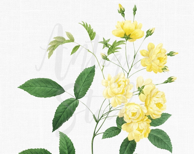 Yellow Rose Clipart Flower Digital Image lady - Etsy