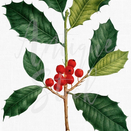 Holly Printable Botanical Illustration american - Etsy