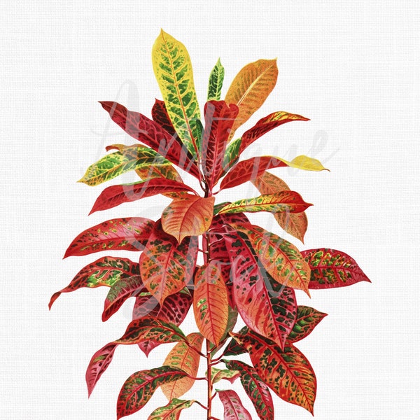 Croton - Etsy
