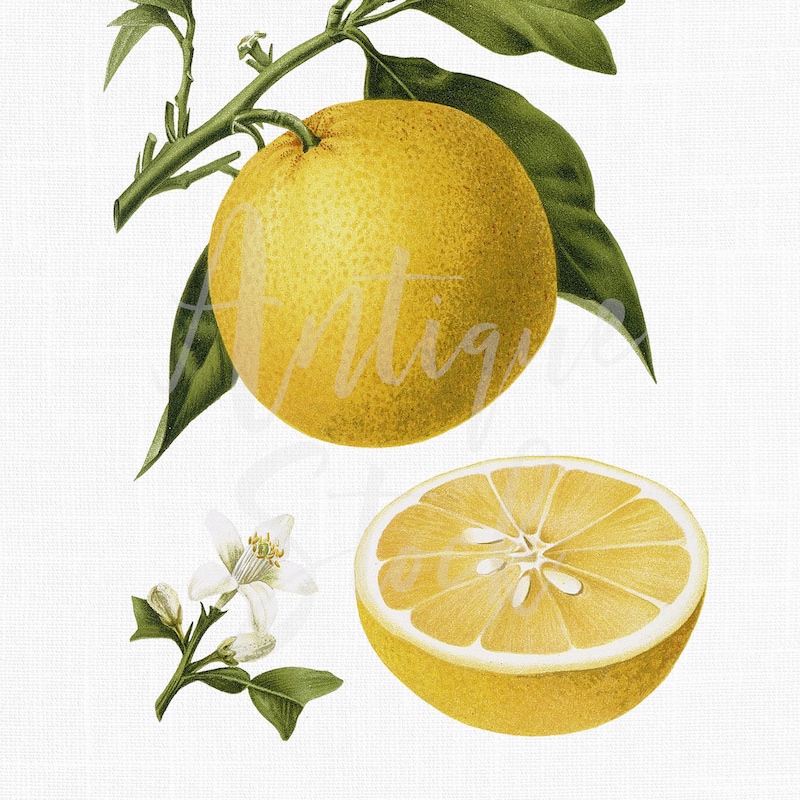 Seville Fruit Prints - Etsy