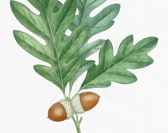 Oak Botanical Illustration - Etsy