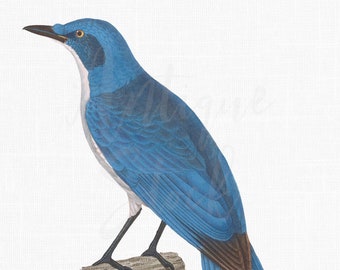 Scrub Jay Clipart - Etsy