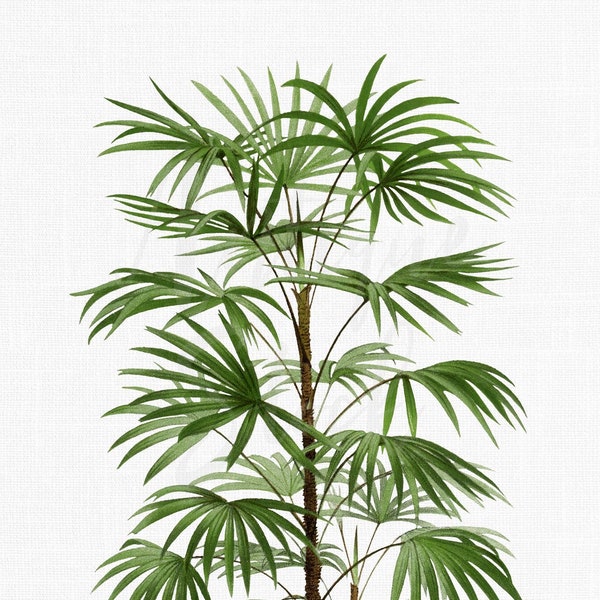 Lady Palm - Etsy