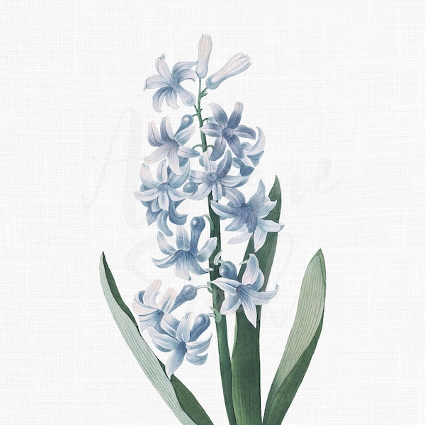 Hyacinth Blue - Etsy