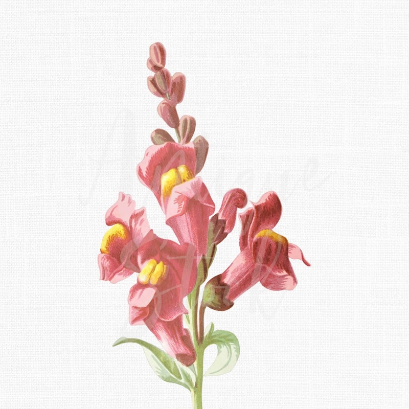 Watercolor Snapdragons - Etsy