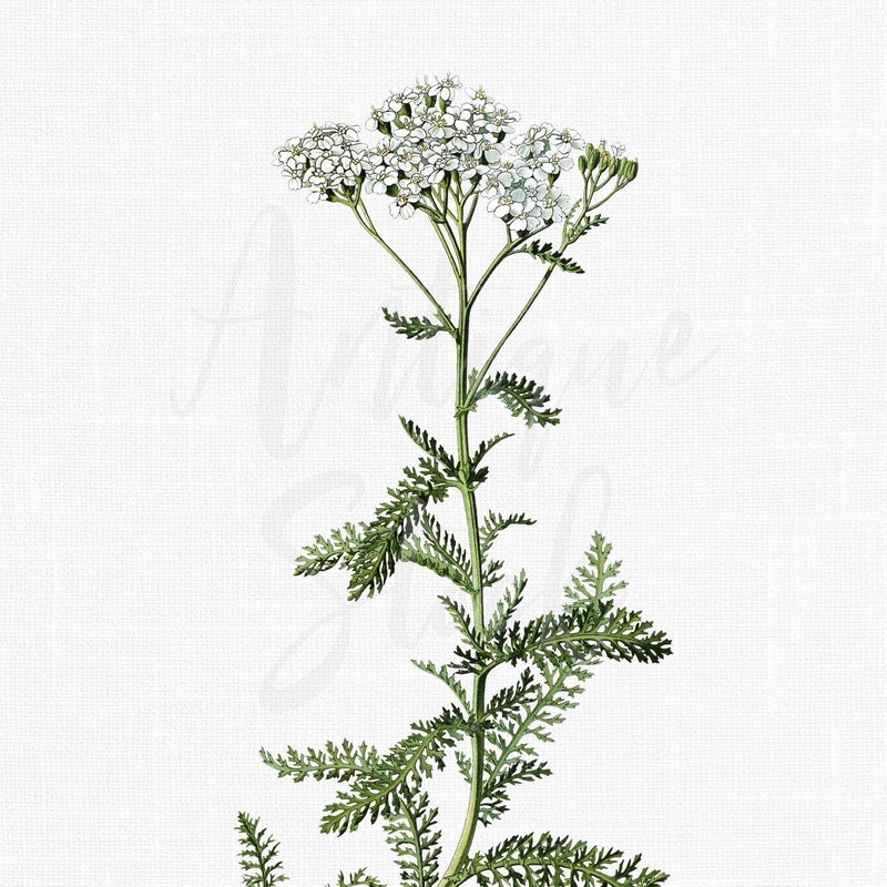 Yarrow Clipart - Etsy
