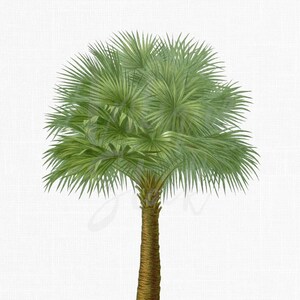 Palm Graphic cabbage-tree Palm Tree Illustration - Etsy