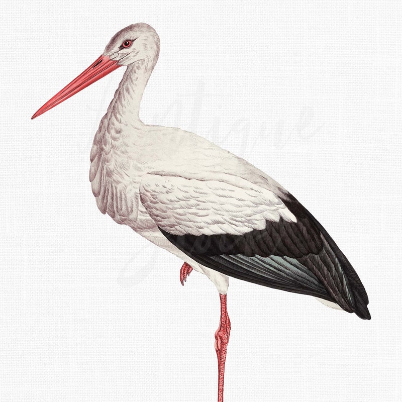 Stork Clipart - Etsy