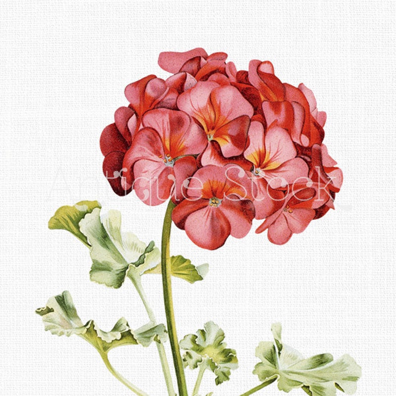 Geranium Clipart - Etsy