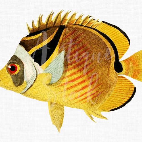 Fish Clipart Reef Bannerfish Fish Print Digital | Etsy