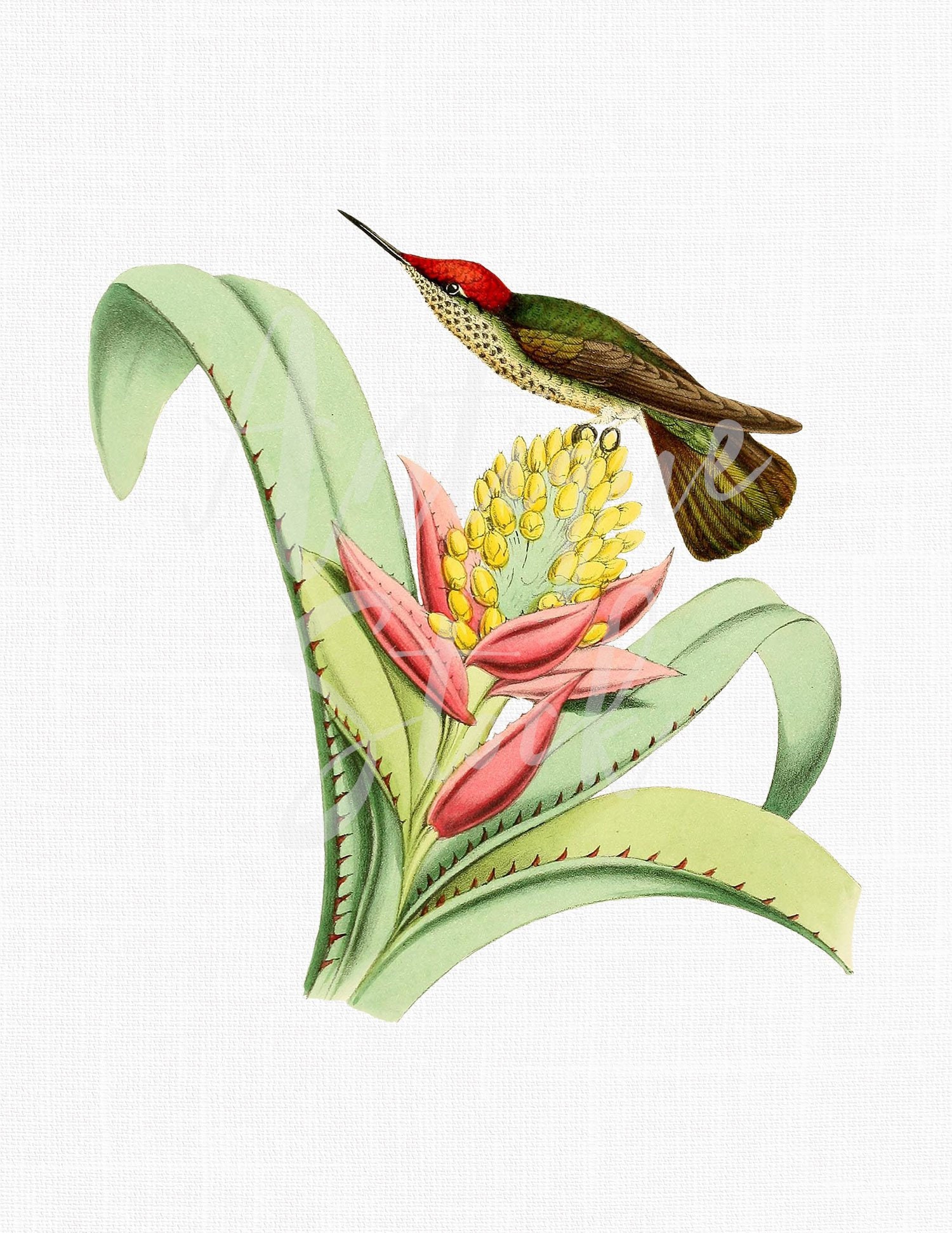 Fire Crown Hummingbird