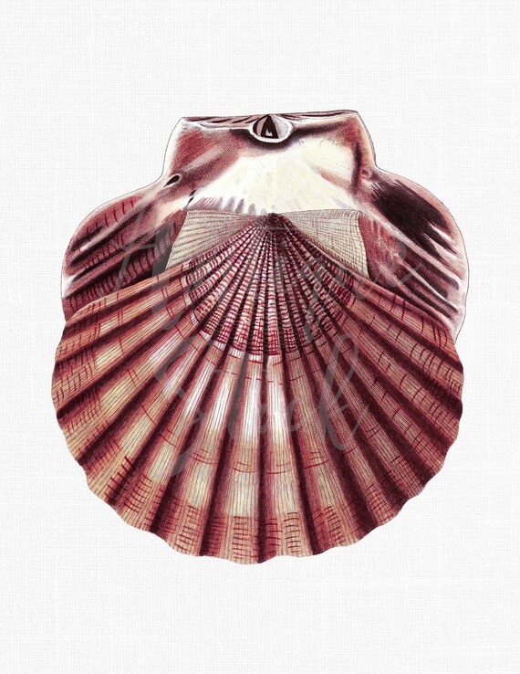 Scallop Clipart