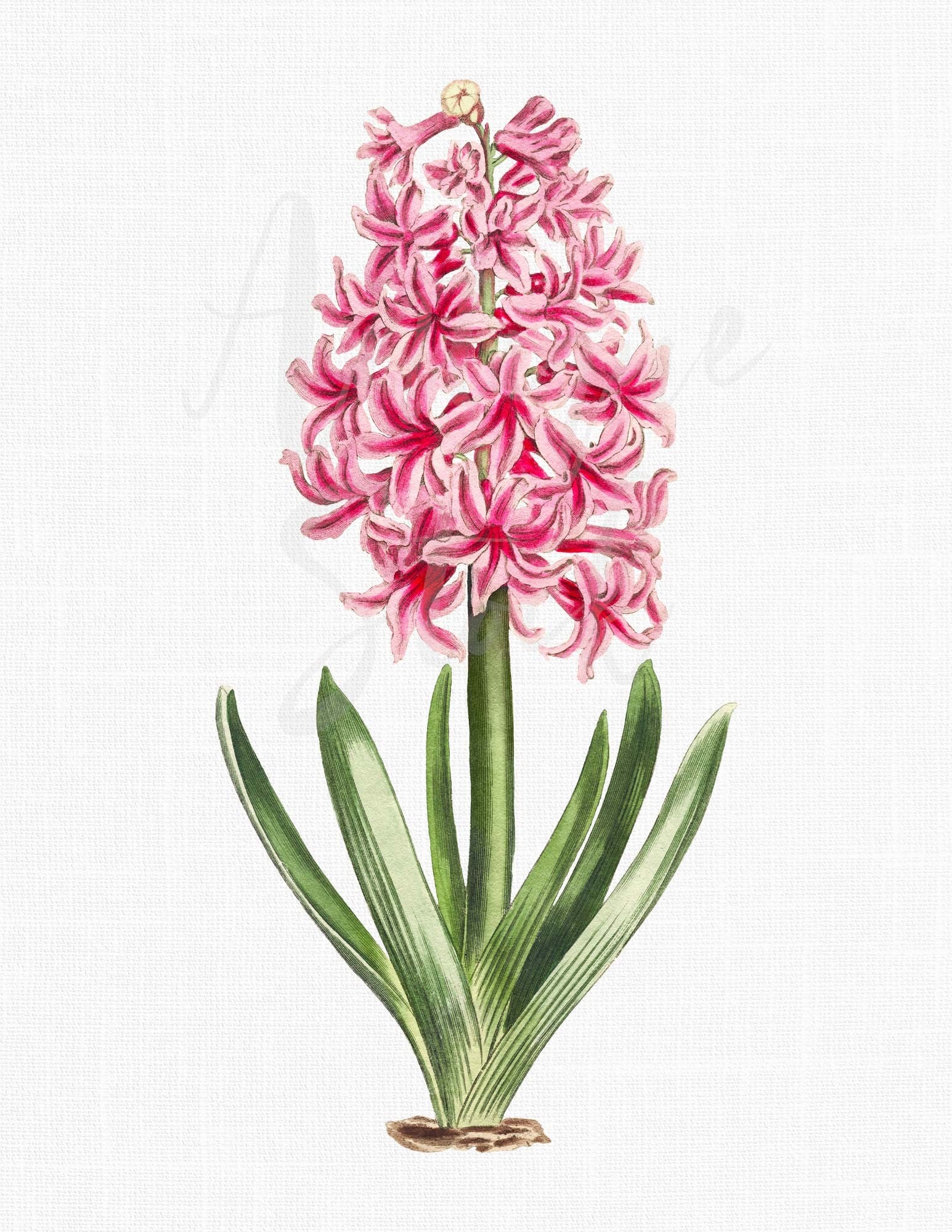 Hyacinth Botanical Drawing