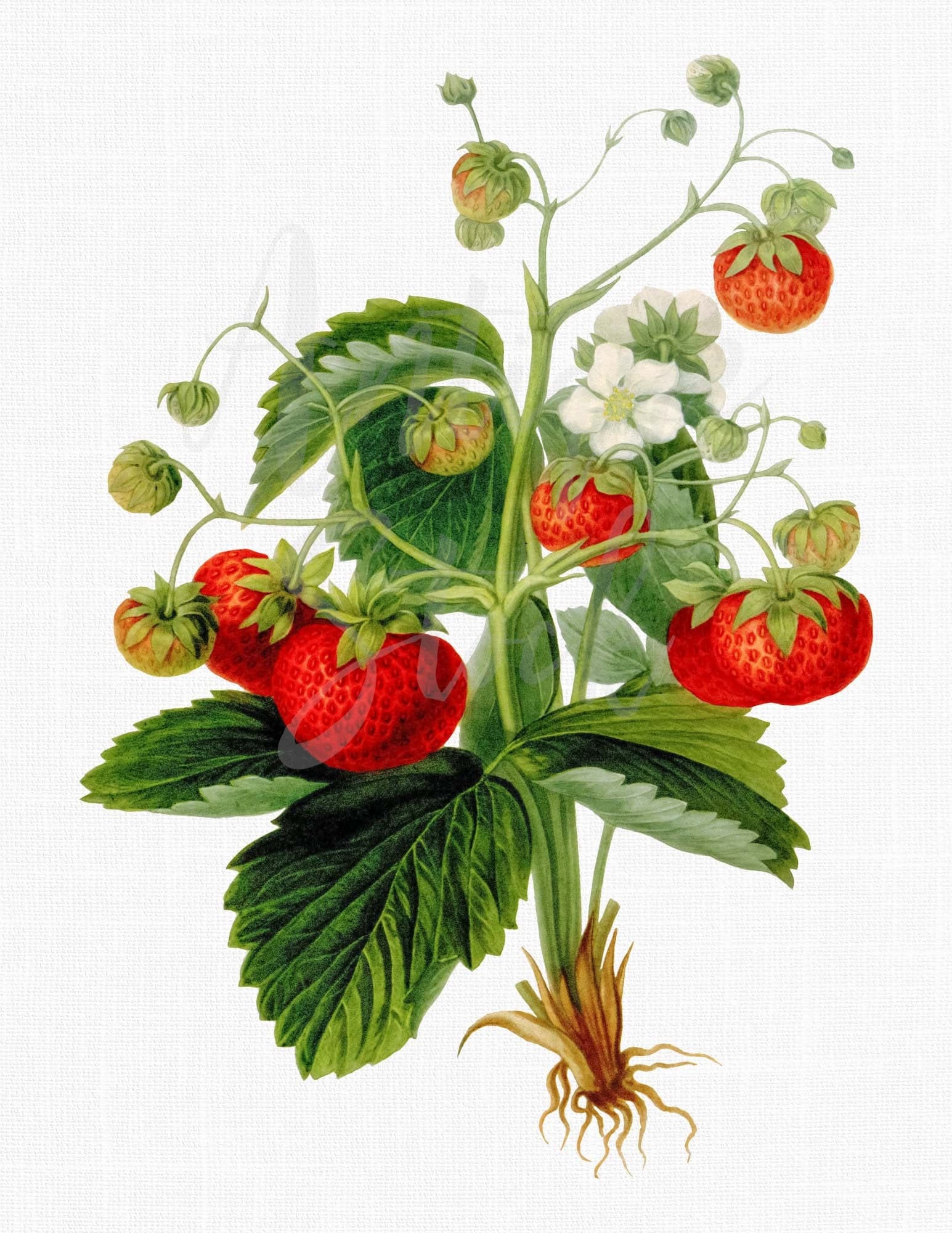 Strawberry Plant Illustration