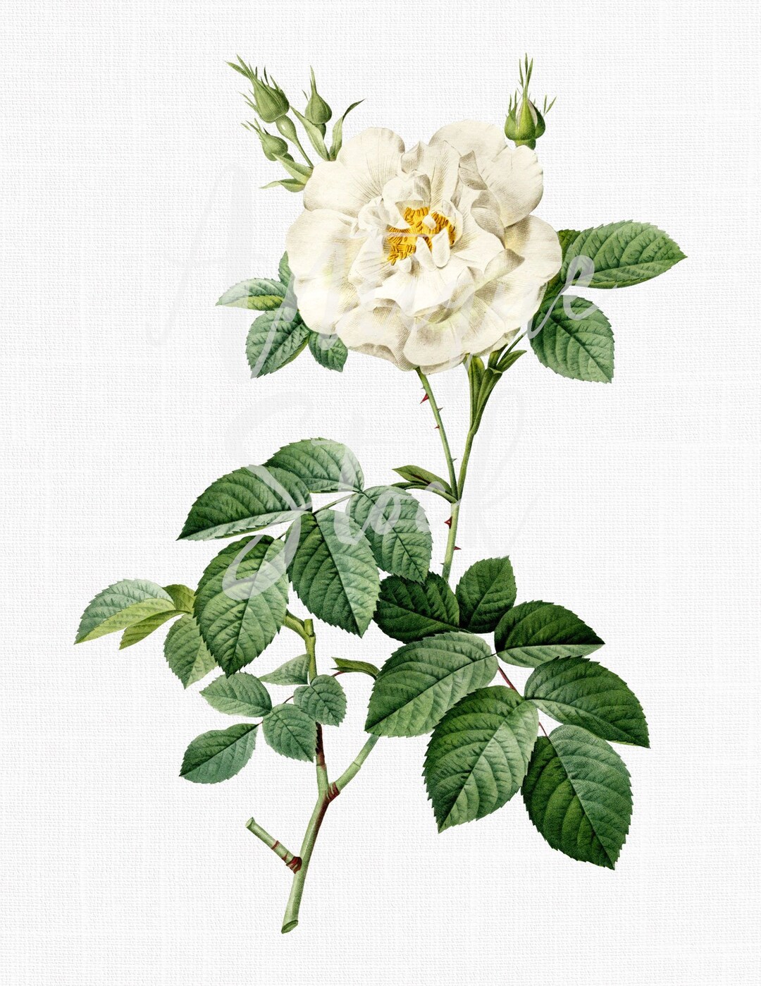 Flower Clipart "alba Rose" Botanical Illustration Digital Download for ...