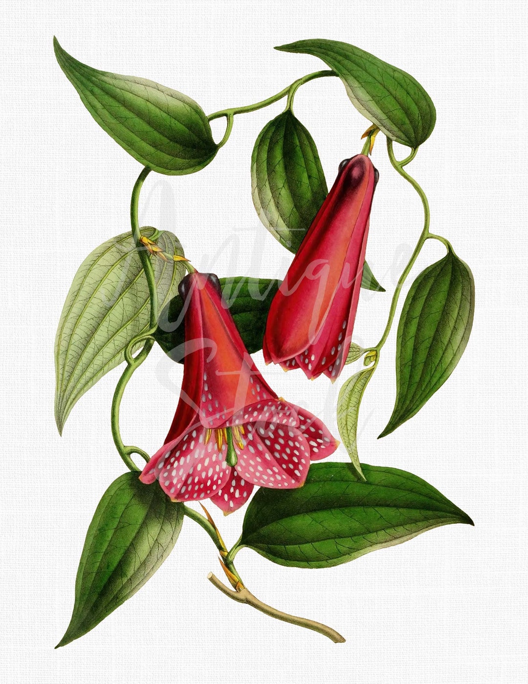 Flower Clipart, Digital Image Download "chilean Bellflowers" Clip Art ...